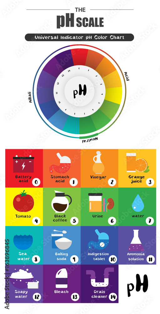 The pH scale Universal Indicator pH Color Chart diagram Stock Vector ...