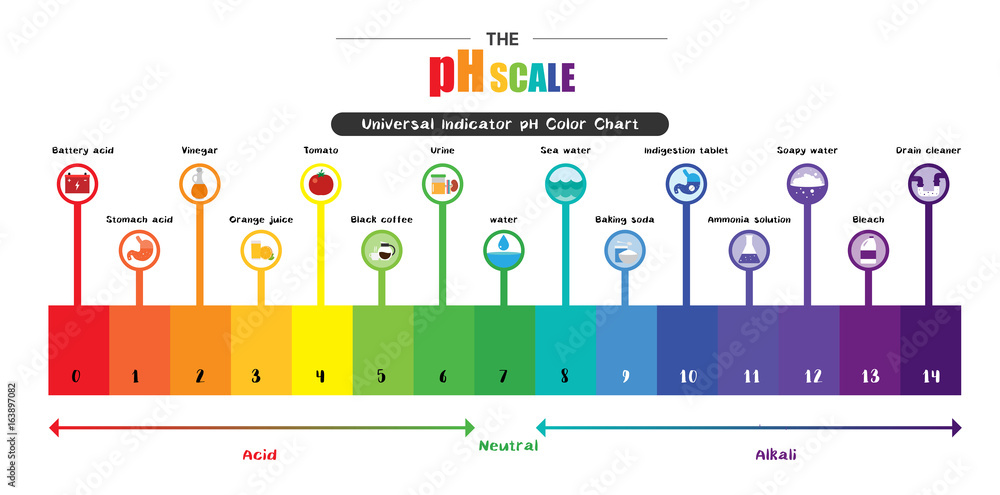 The pH scale Universal Indicator pH Color Chart diagram Stock Vector ...