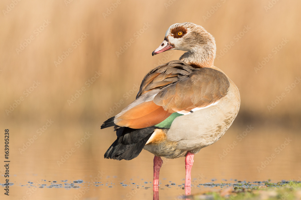 Nilgans an einem See in Deutschland Stock Photo | Adobe Stock
