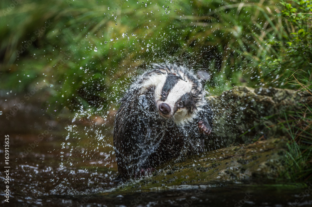 Badger in forest creek. European badgerforest swimming in the water ...