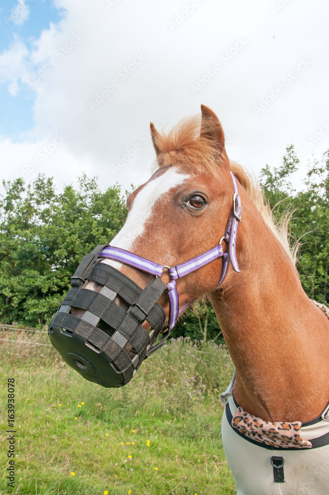 Foto de Pony wearing a grazing muzzle, that can attach to a head collar ...