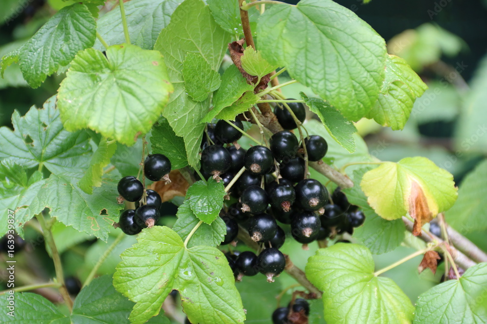 Schwarze Johannisbeeren Strauch sind reif Stock-Foto | Adobe Stock