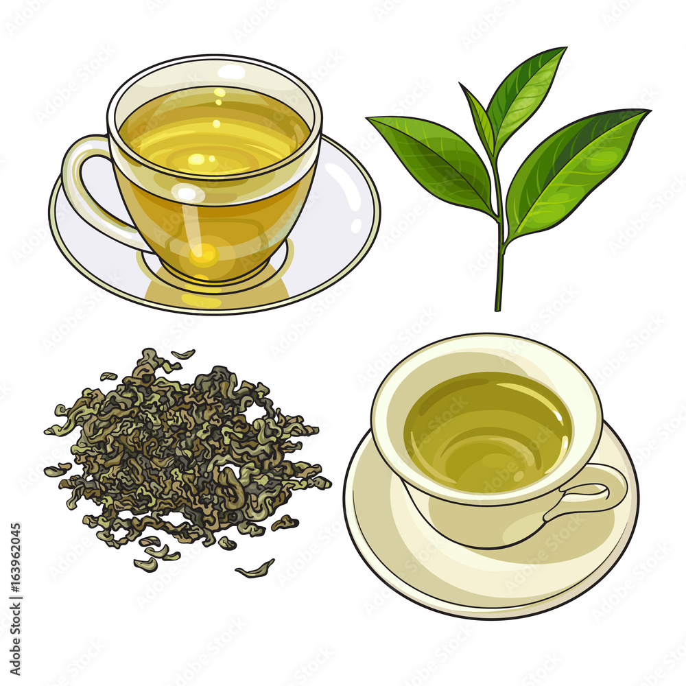 Green tea cup, fresh and dry leaves, sketch vector illustration ...