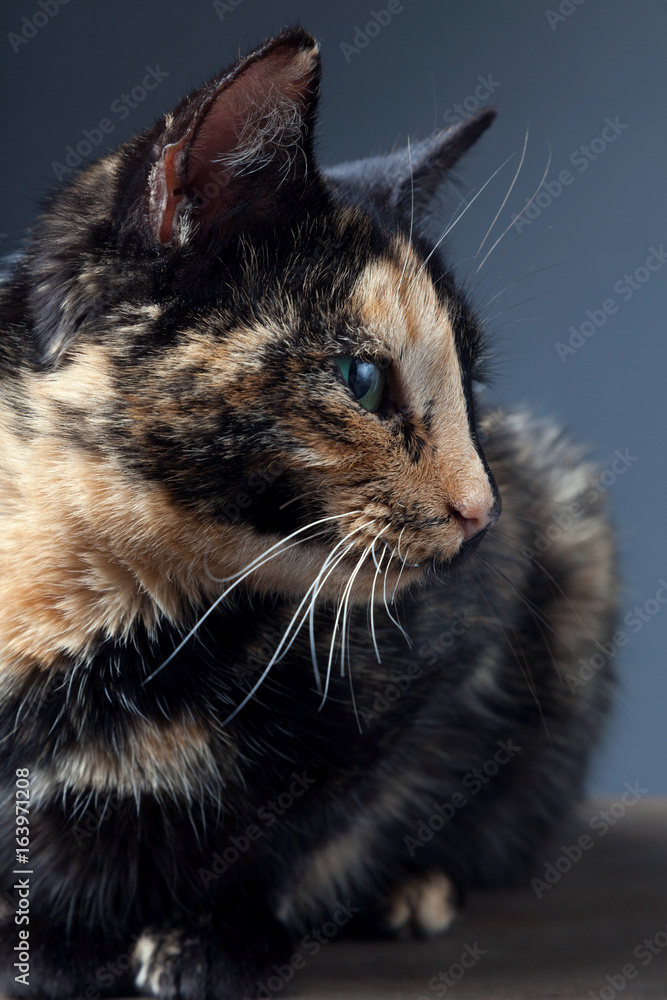Grey Tortoiseshell Cat