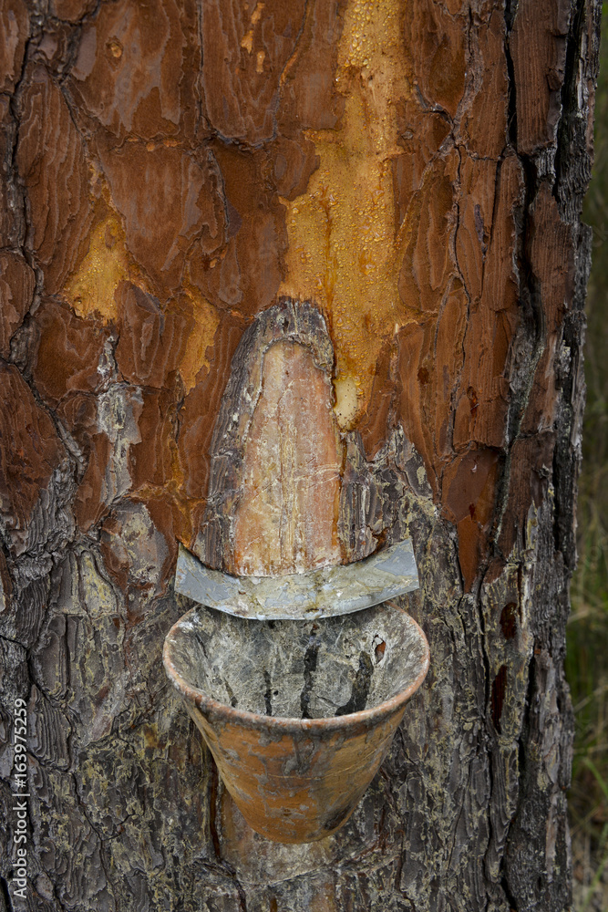 gemmage des pins, Pin maritime, Pin des Landes, Pinus pinaster, Foret ...