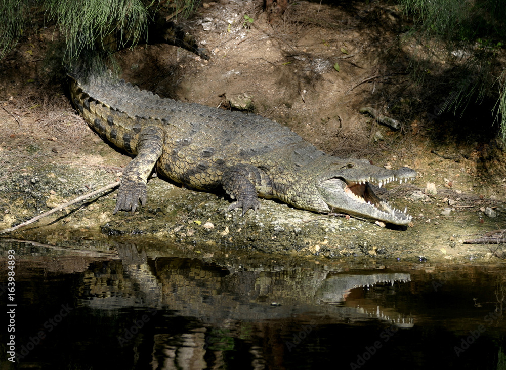 Krokodil, crocodile Stock Photo | Adobe Stock