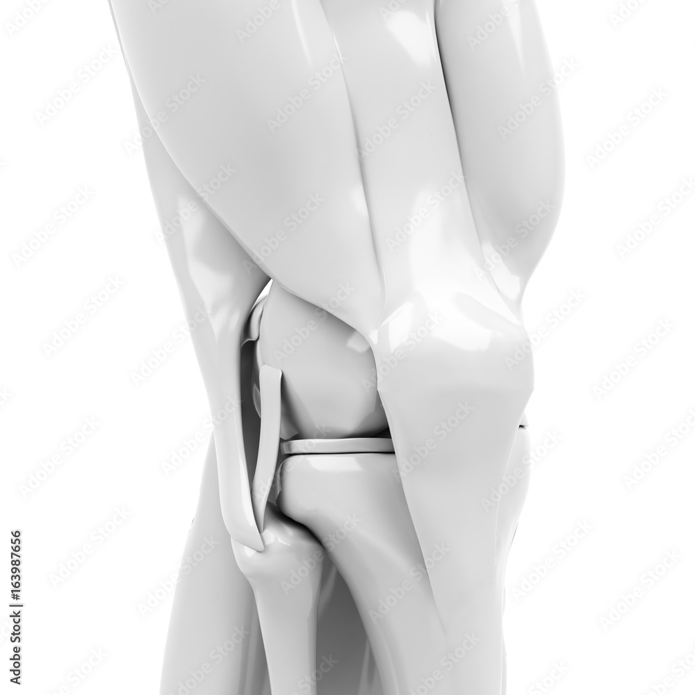 Anatomy of the knee. 3d rendered illustration Stock Illustration ...