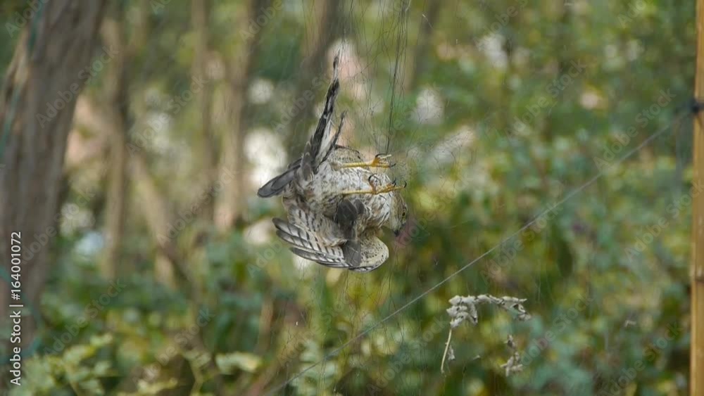 Bird trapped in net,struggling to die in green forest like fail loser ...