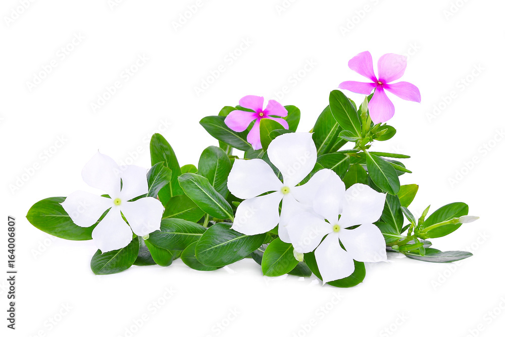 catharanthus roseus flower with green leaves isolated on white ...
