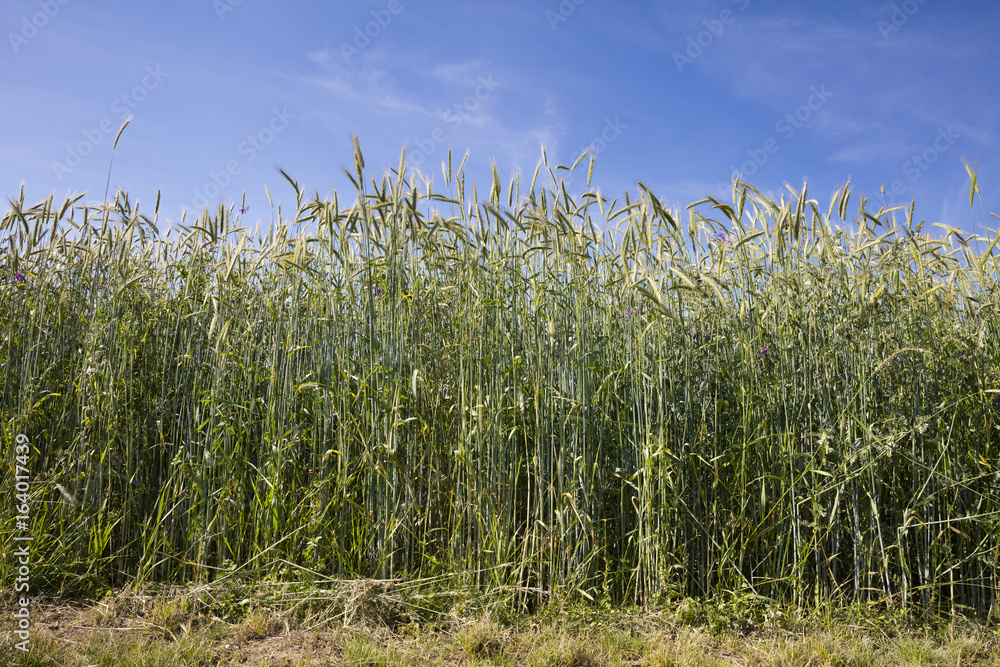 Roggenfeld, Nordrhein-Westfalen, Deutschland, Europa Stock-Foto | Adobe ...