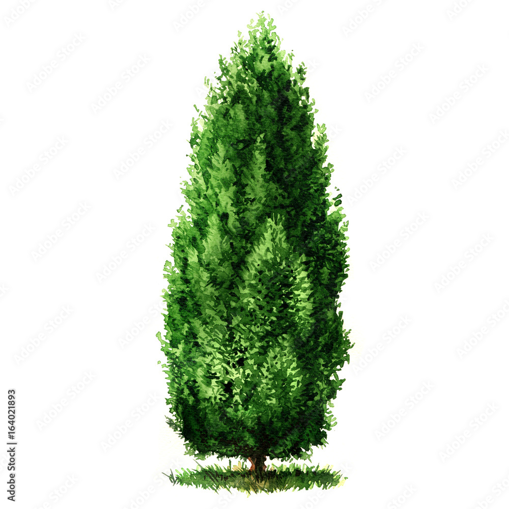 Green beautiful Cypress tree isolated, watercolor illustration on white ...