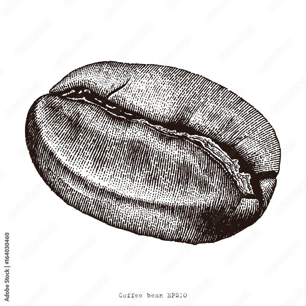 Coffee bean hand drawing engraving illustration Stock Vector | Adobe Stock