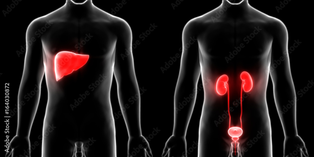 Kidney And Liver Location In Body