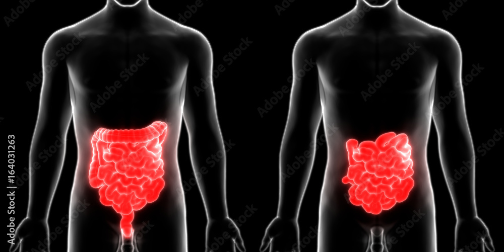 Human Digestive system Anatomy (Small Intestine) Stock Illustration ...