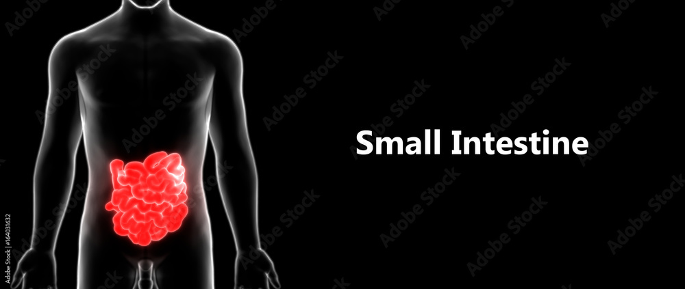 Human Digestive system Anatomy (Small Intestine) Stock Illustration ...
