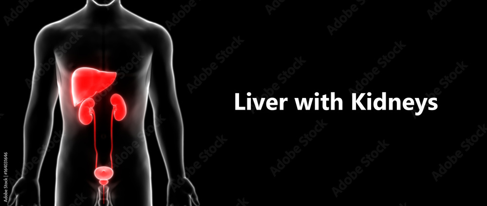 Human Body Organs Anatomy (Liver with Kidneys) Stock Illustration ...