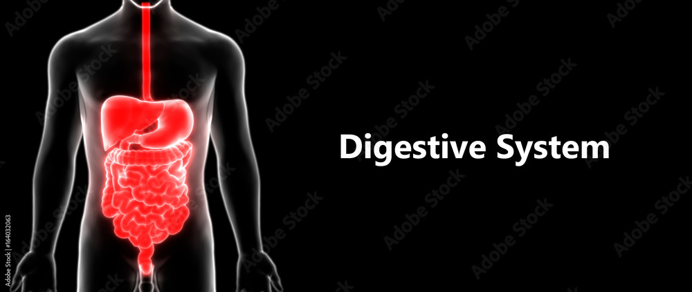 Human Digestive system Anatomy Stock Illustration | Adobe Stock