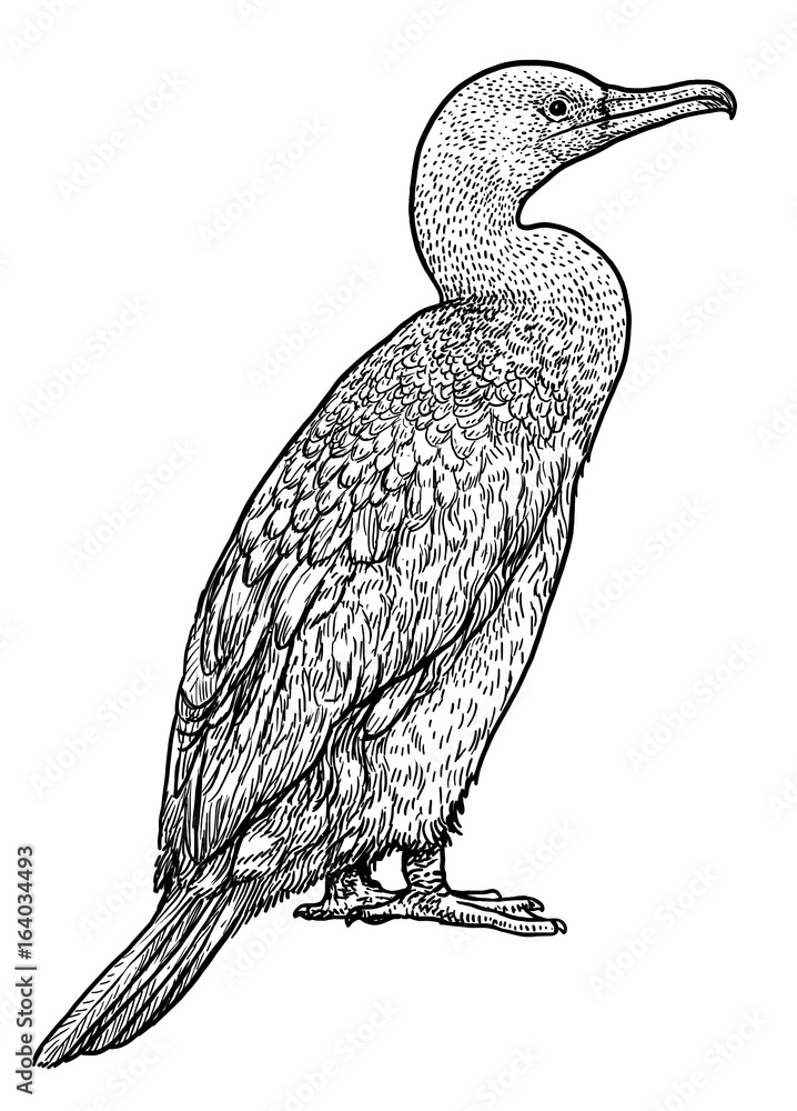 Great Cormorant illustration, drawing, engraving, ink, line art, vector ...