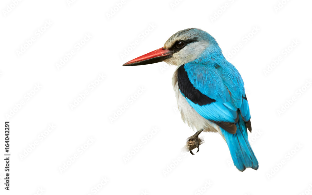 Woodland Kingfisher Migration