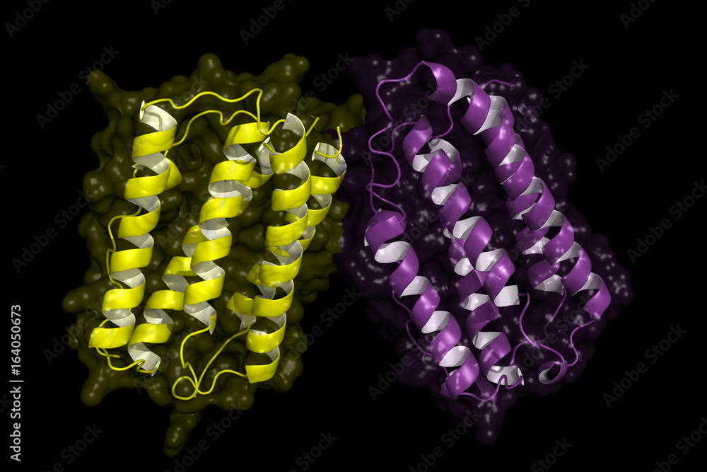 Interferon beta, cartoon model. Interferons are proteins released by ...