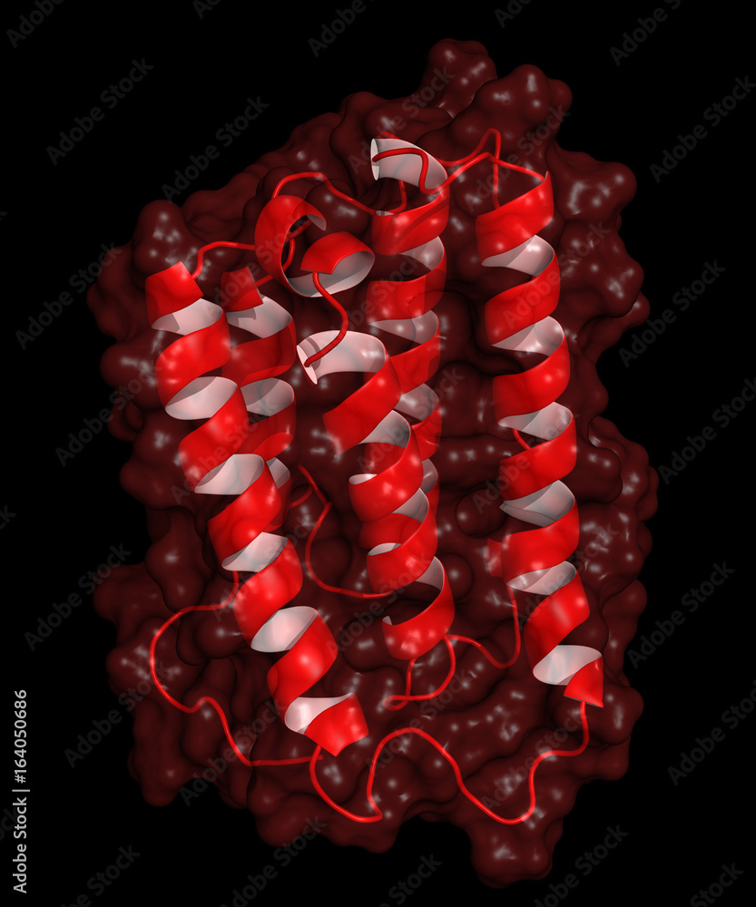 Interferon alpha structure, cartoon model with semi-transparent surface ...
