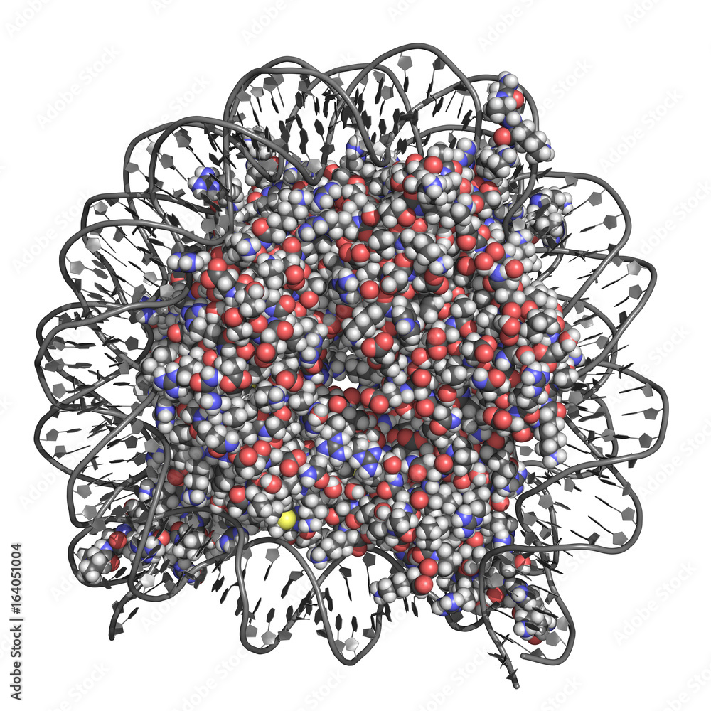 Nucleosome is a basic unit of DNA packaging in eukaryotic cells, with ...