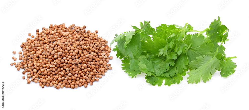 Coriander and seeds isolated on white background Stock Photo | Adobe Stock