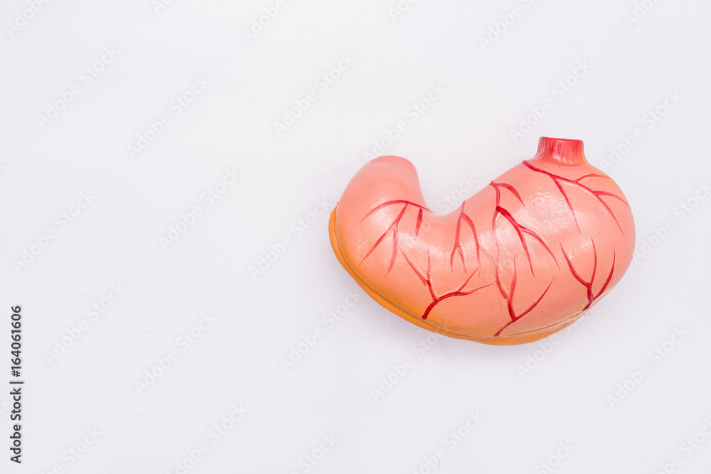Close-up of Internal organs dummy on white background. Human anatomy ...