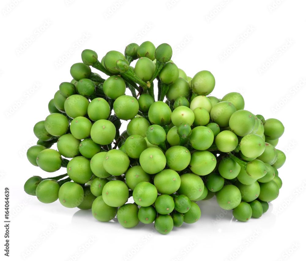 turkey berry isolated on white background Stock Photo | Adobe Stock