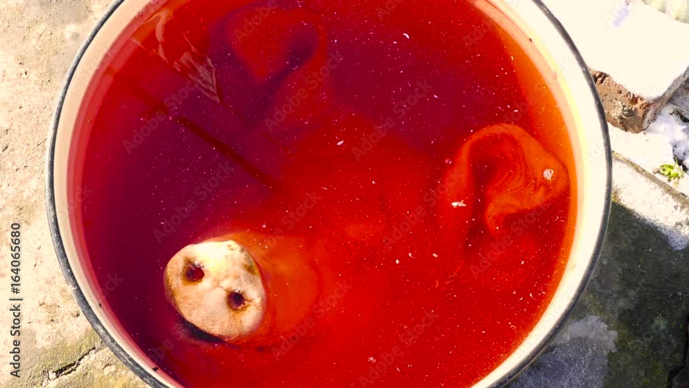 On some rural courtyard, the cut off pig head lies in a bucket of water ...