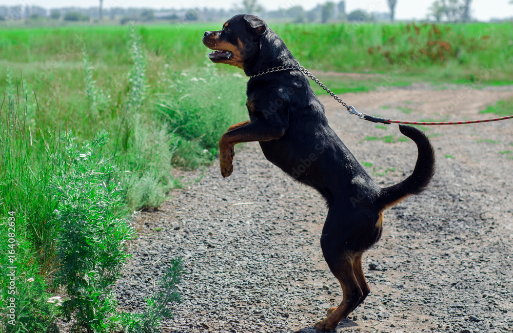 angry dog Rottweiler on hind legs Stock Photo | Adobe Stock