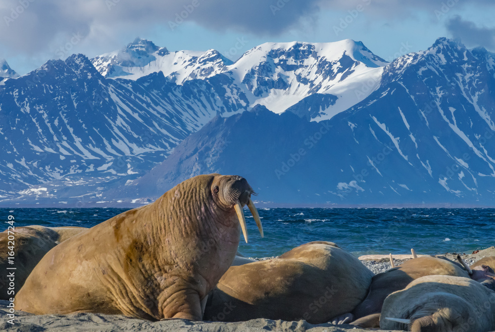 Walrus Bull - Svalbard Stock Photo | Adobe Stock