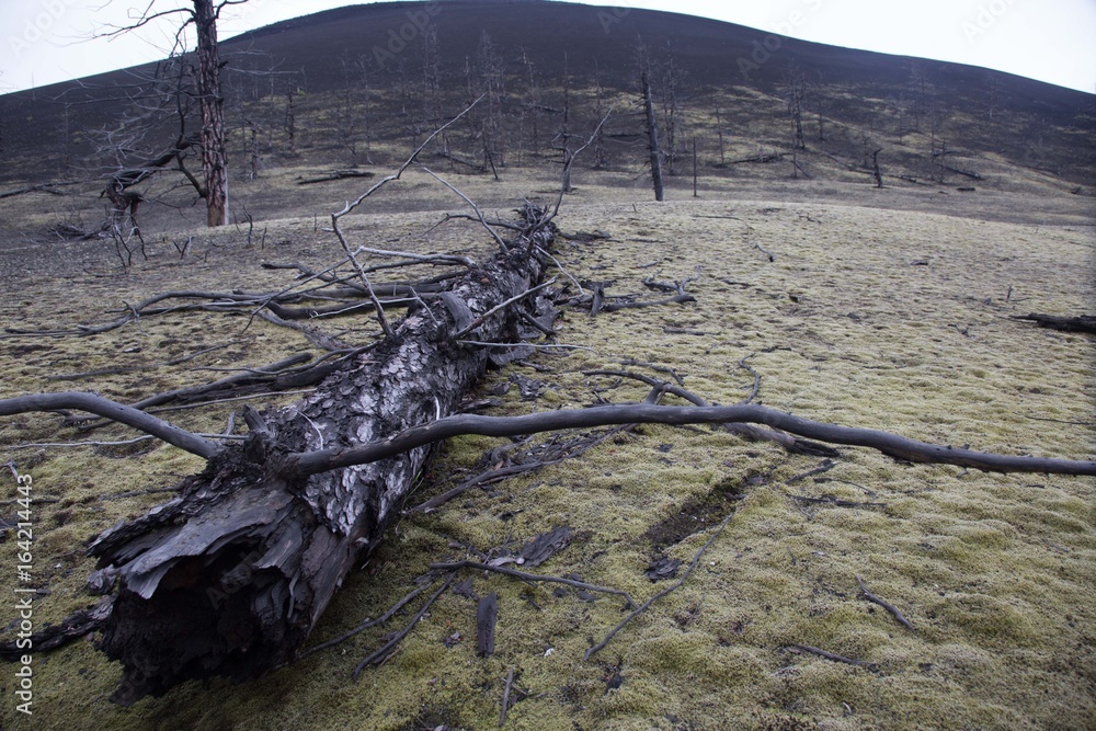 Dead forest coming back to life in Kamchatka near tolbachik volcano ...
