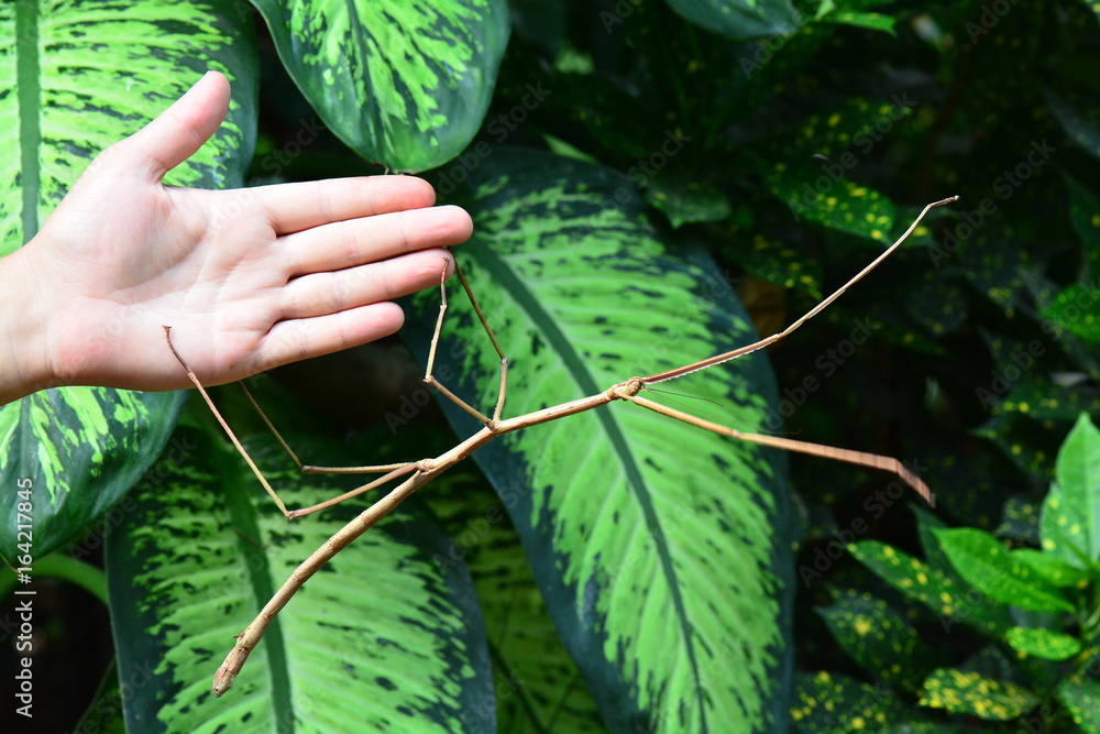 Giant stick bugs on a mans hand showing the size of the insect. Stock ...