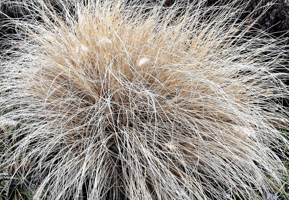Straw hay bush Stock Photo | Adobe Stock