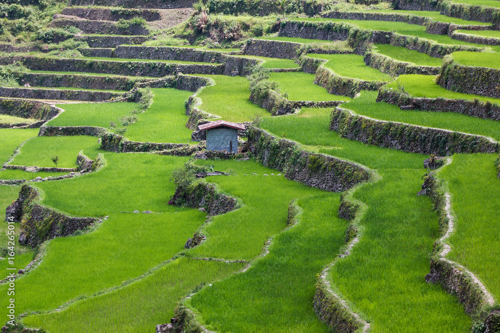 Batad rice field terraces in Ifugao province, Banaue, Philippines Stock ...