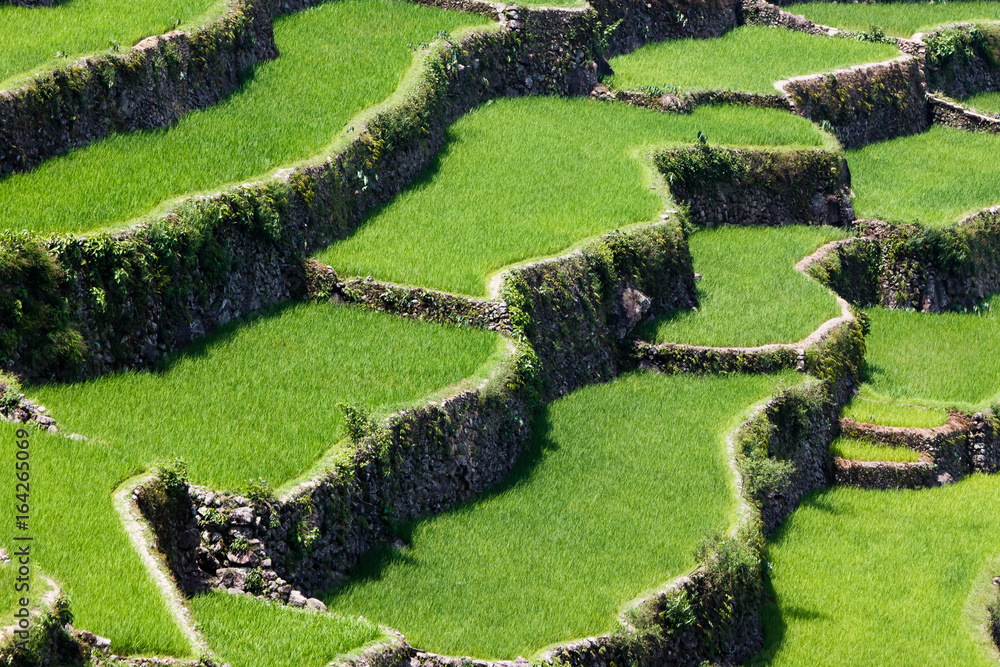Batad rice field terraces in Ifugao province, Banaue, Philippines Stock ...