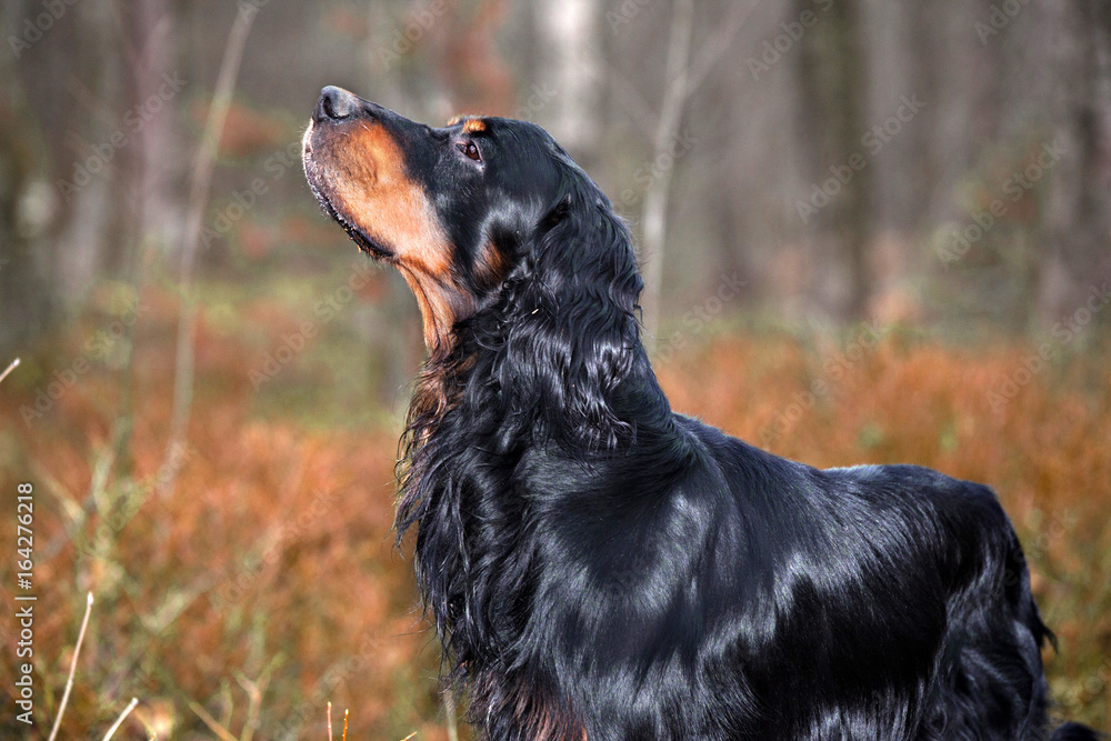 Gordon Setter Hunting
