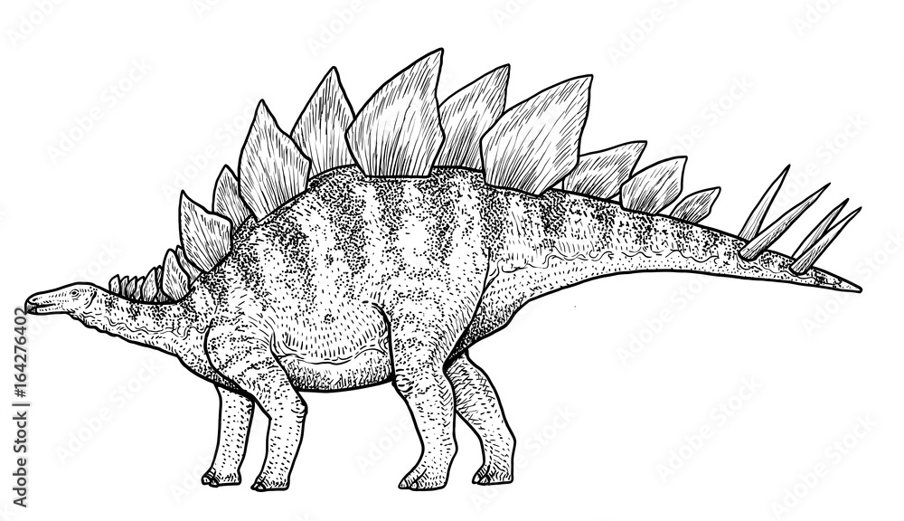 Stegosaurus illustration, drawing, engraving, ink, line art, vector ...