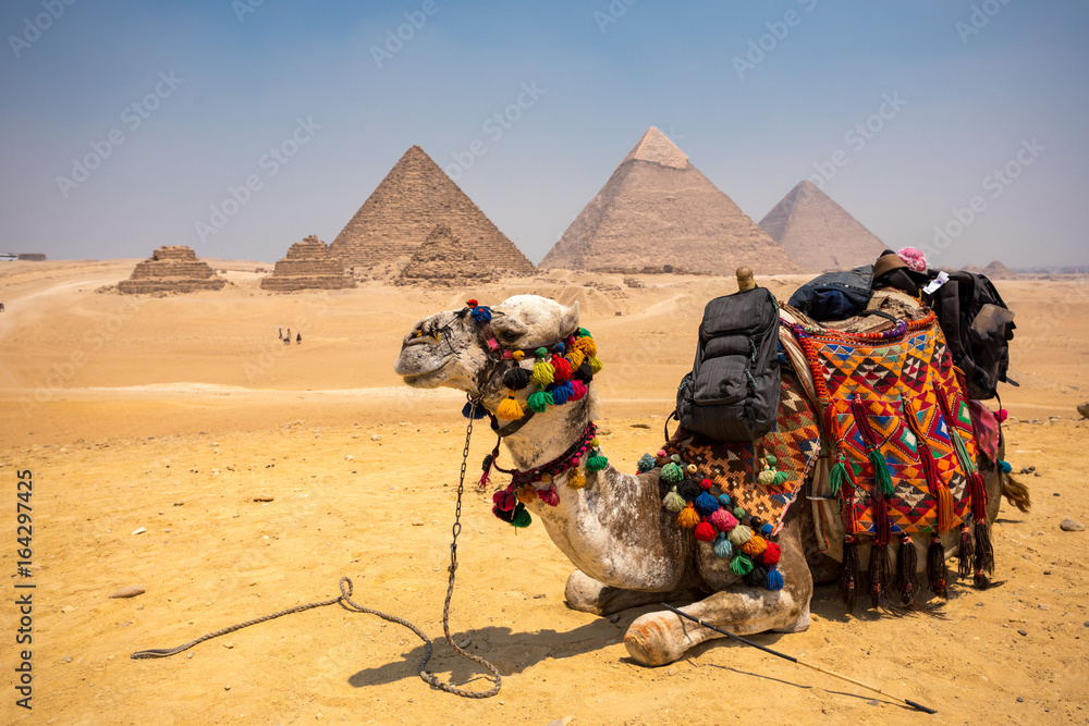 The Great pyramid with camel Stock Photo | Adobe Stock