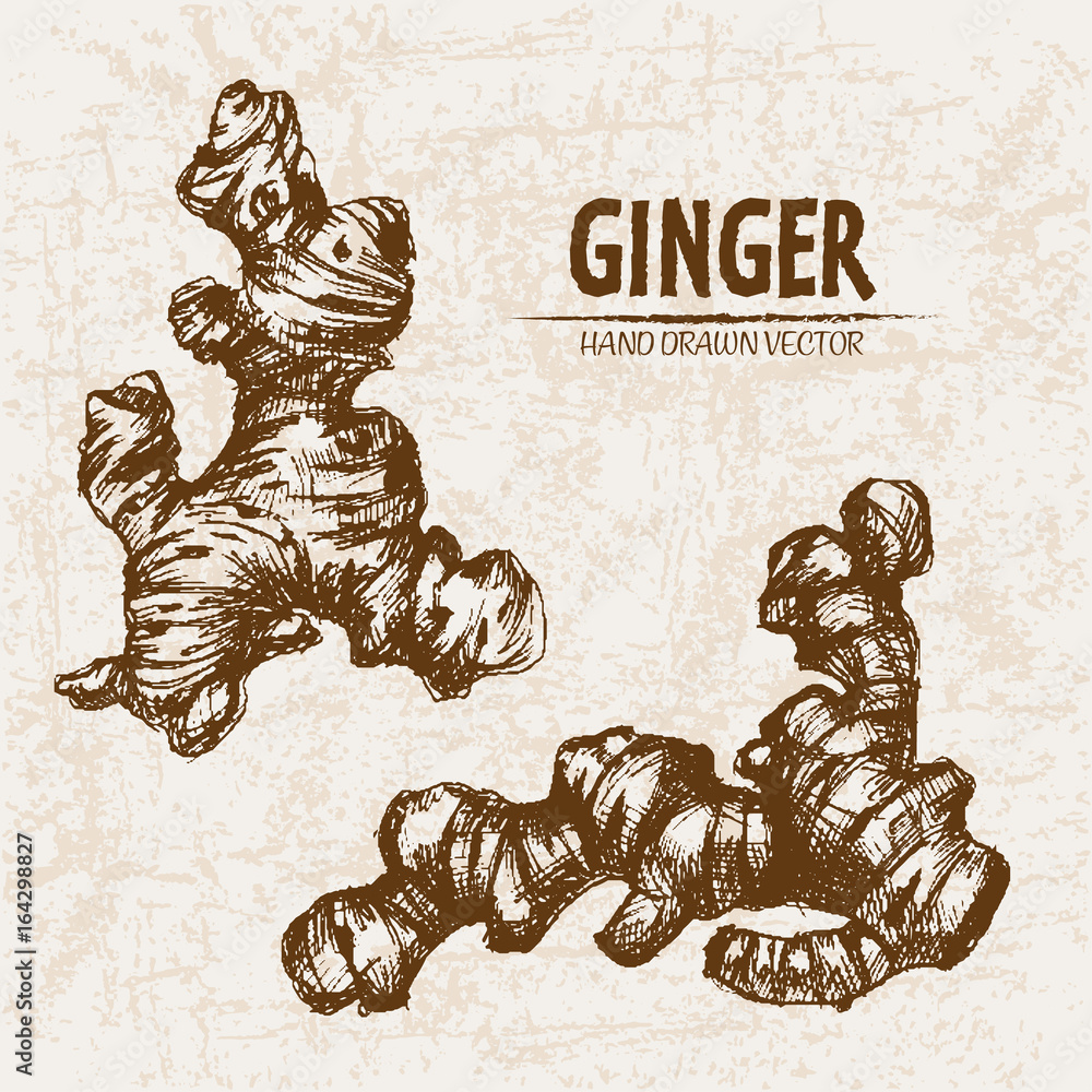 Digital vector detailed line art ginger root hand drawn retro ...