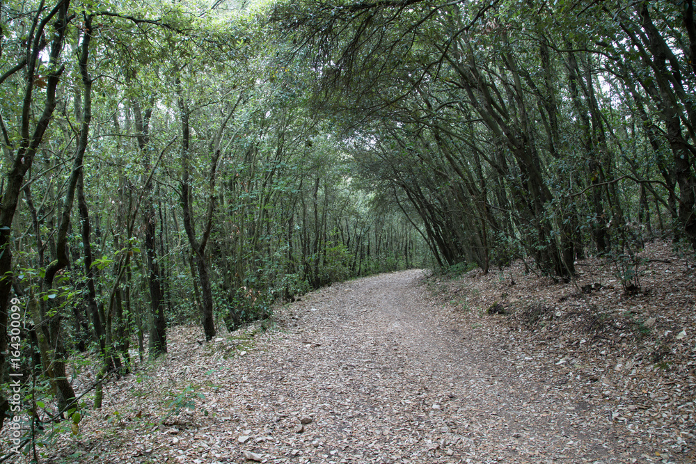 Sentiero, strada forestale, Parco Naturale del Conero Stock Photo ...