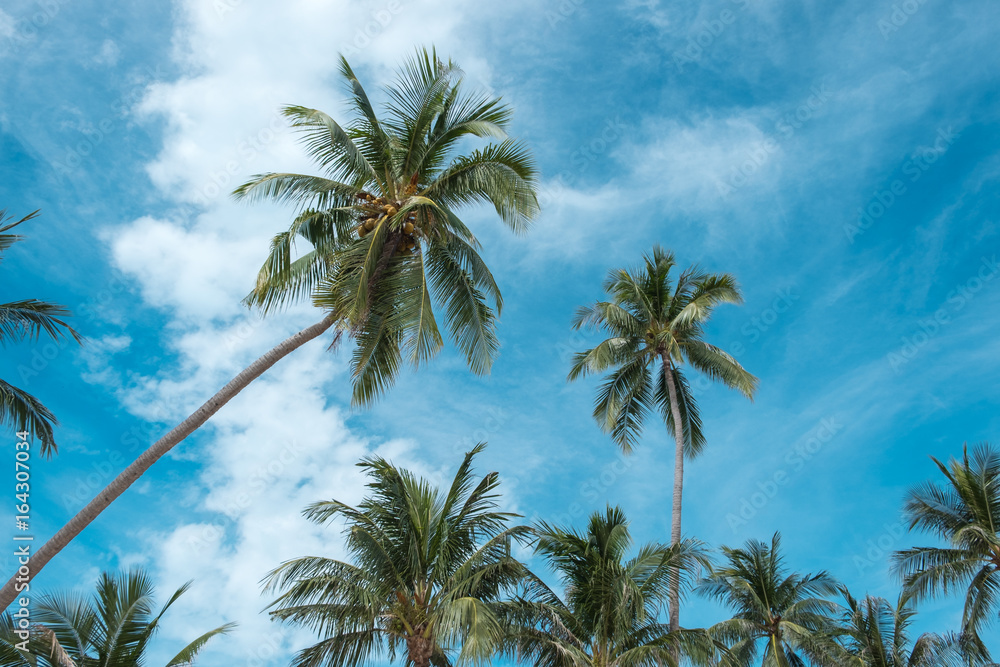 Stunning palm tree crowns with green leaves on sunny sky background ...