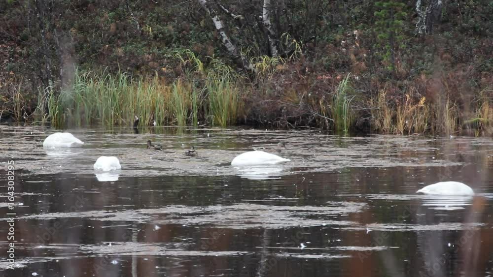 Whooper swan (Cygnus cygnus) and mallards feed and rest on taiga river ...