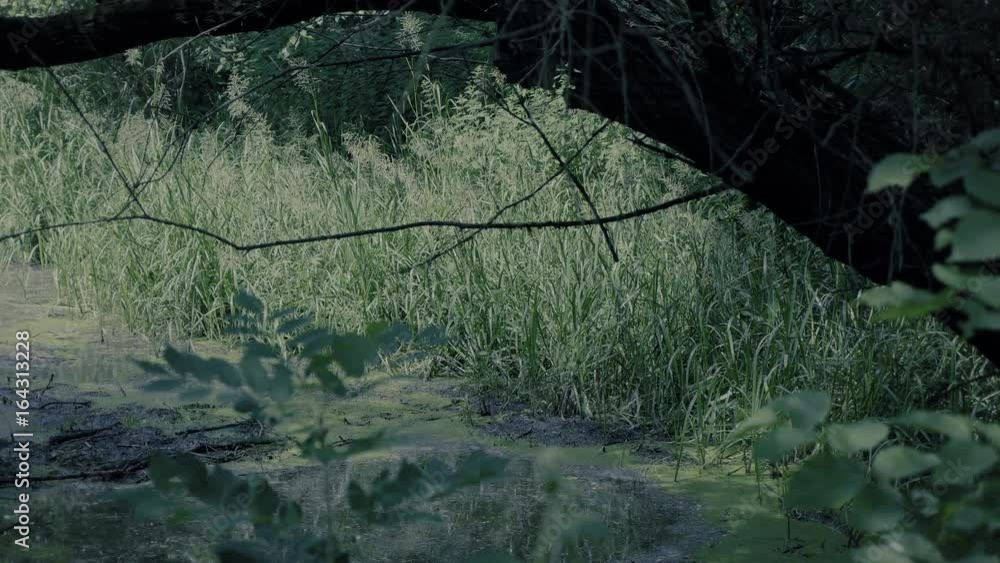Swamps in autumn. Cool dark lake in primeval forest. Cold melancholic ...