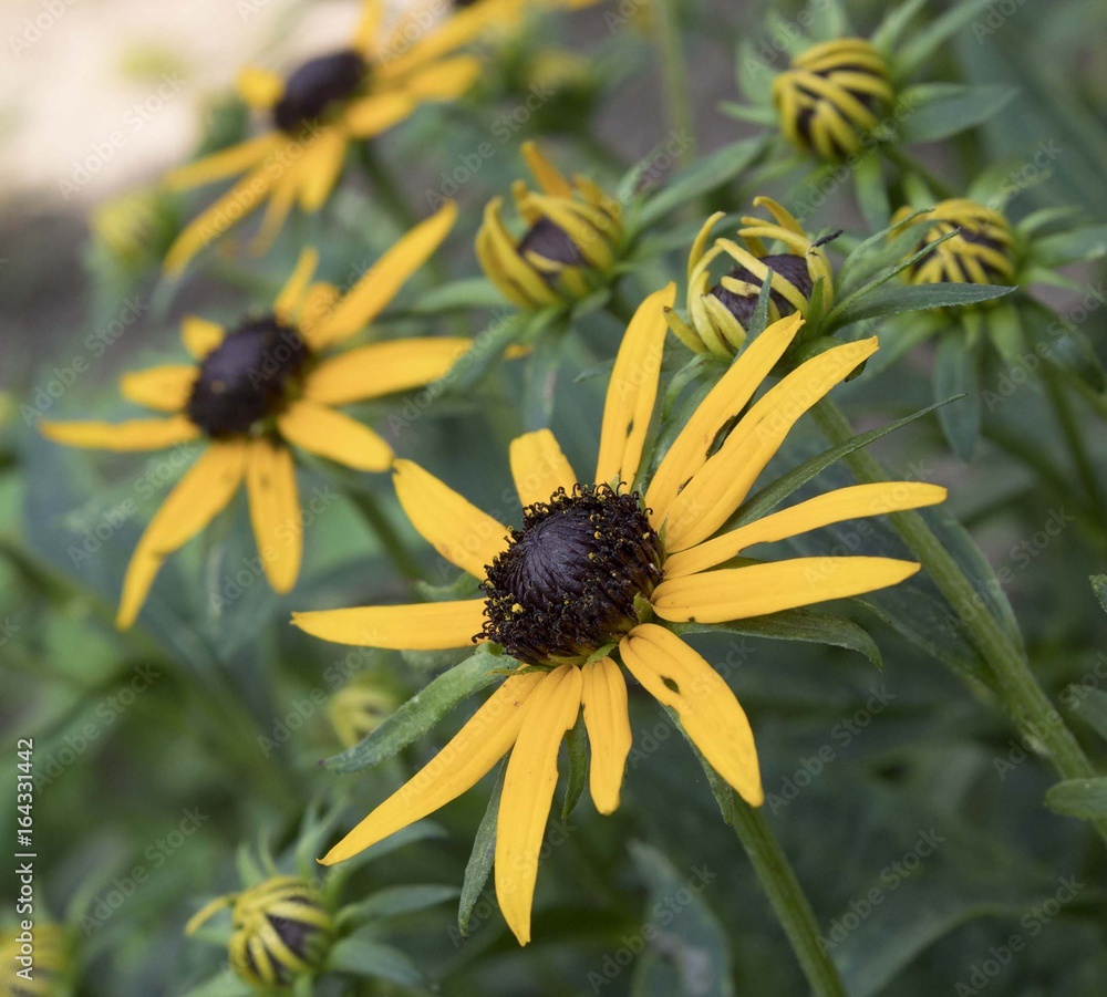 Black Eyed Susan Buds