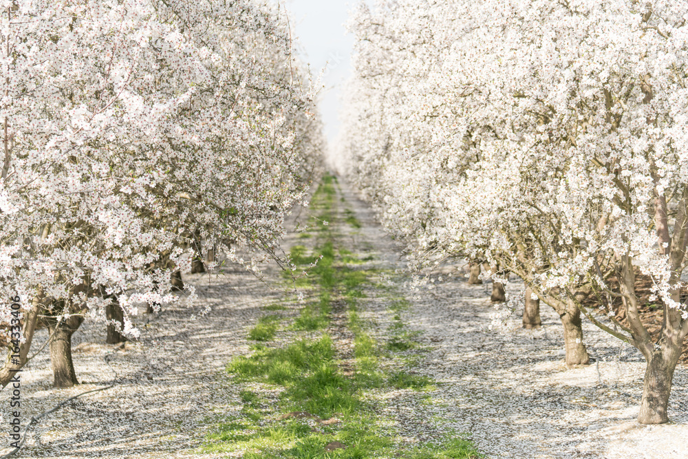 Almond Blossom in California Stock Photo | Adobe Stock