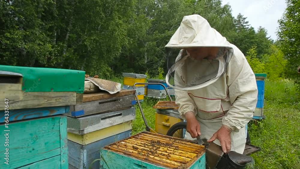 The Beekeeper in australian, canadian, european white suit works with a ...