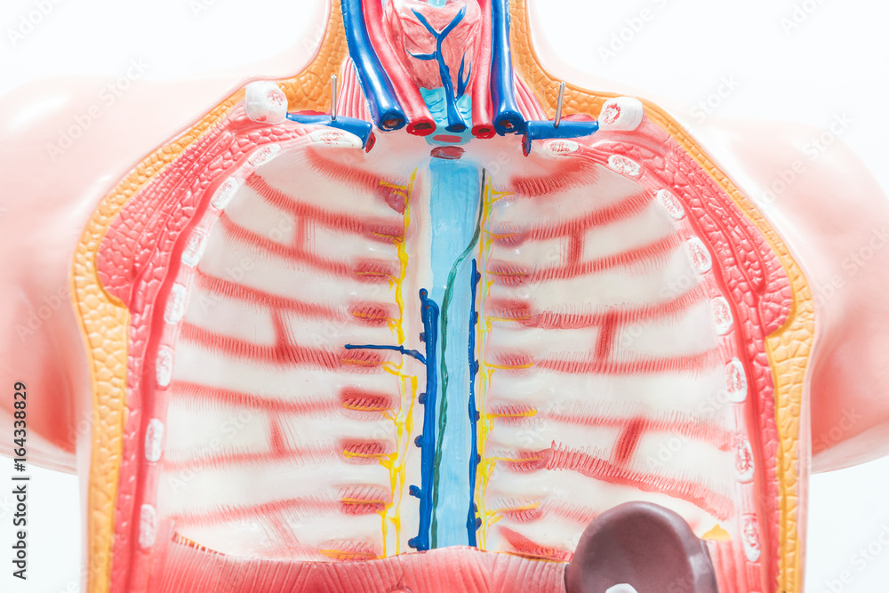 Close-up of Internal organs dummy on white background. Human anatomy ...