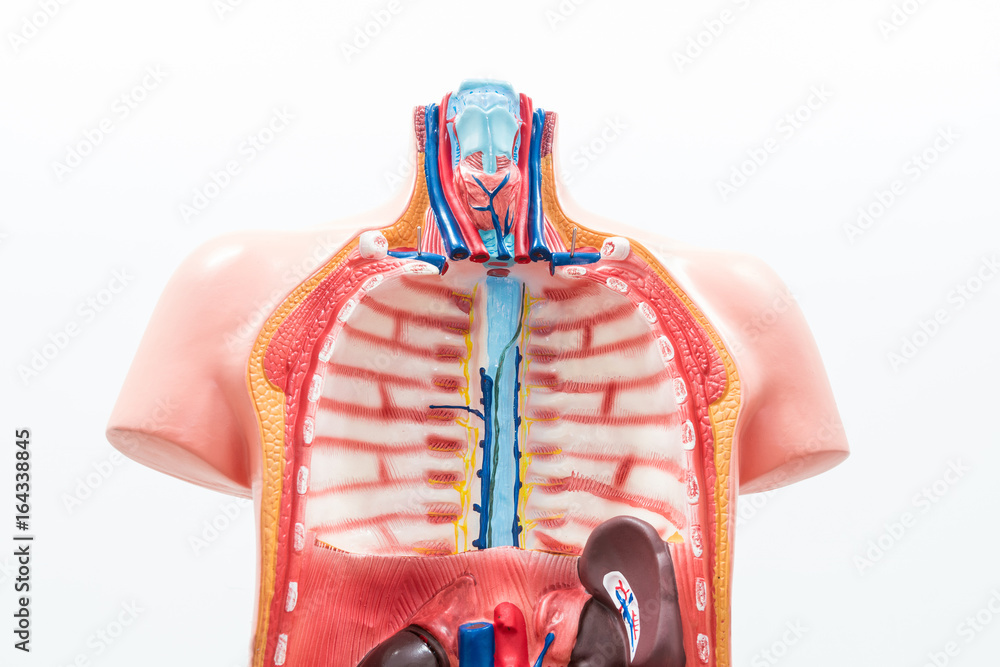 Close-up of Internal organs dummy on white background. Human anatomy ...